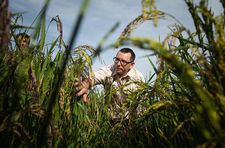 ARC funds ‘climate smart’ rice breeding program to reduce crop’s ...