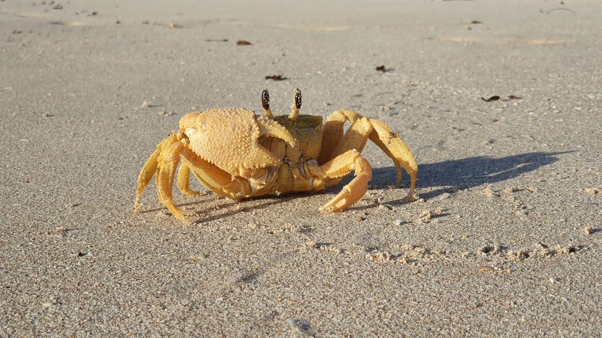 Killer crab: Shining an infrared light on loggerhead turtle hatchling ...