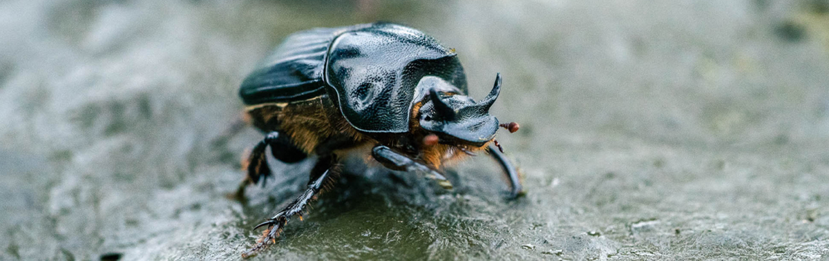 Dung dynasty – the plant boosting powers of beetle recyclers Dung dynasty – the plant boosting powers of beetle recyclers