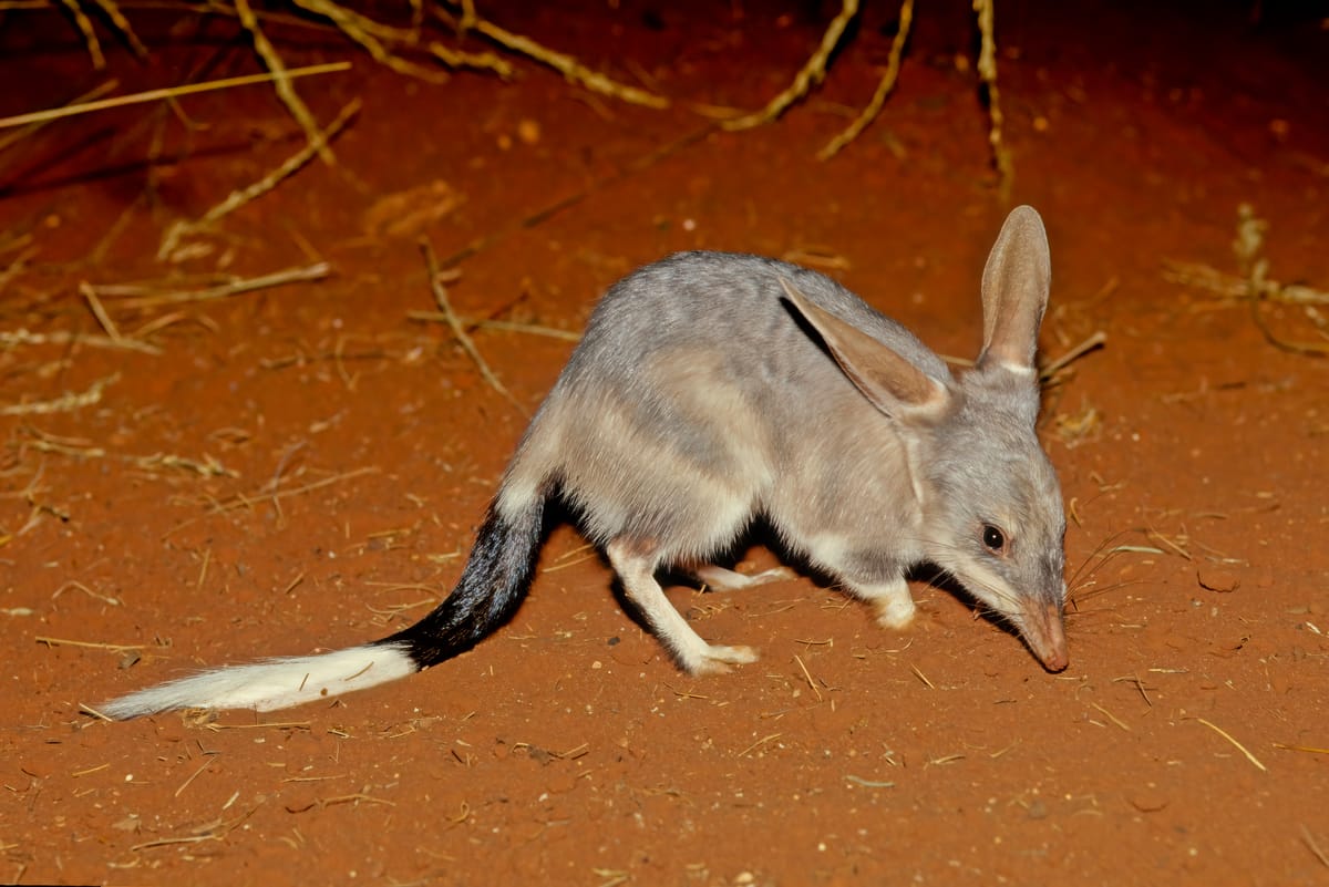 Stronger together: Bilby conservation efforts enhanced by Indigenous ...